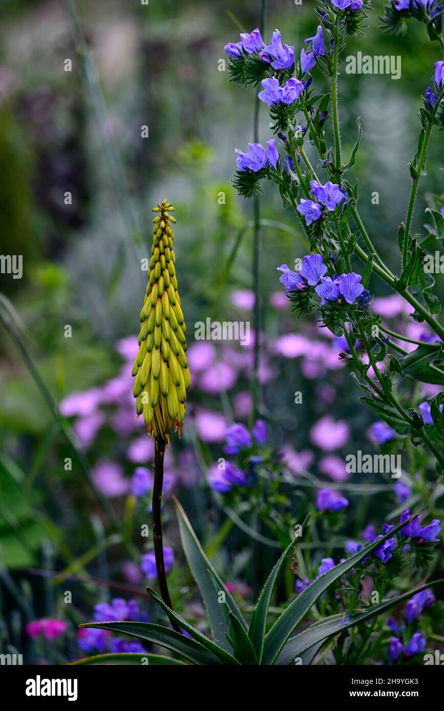 Aloiampelos striatula,Aloe striatula,echium blue bedder,hardy aloe ...