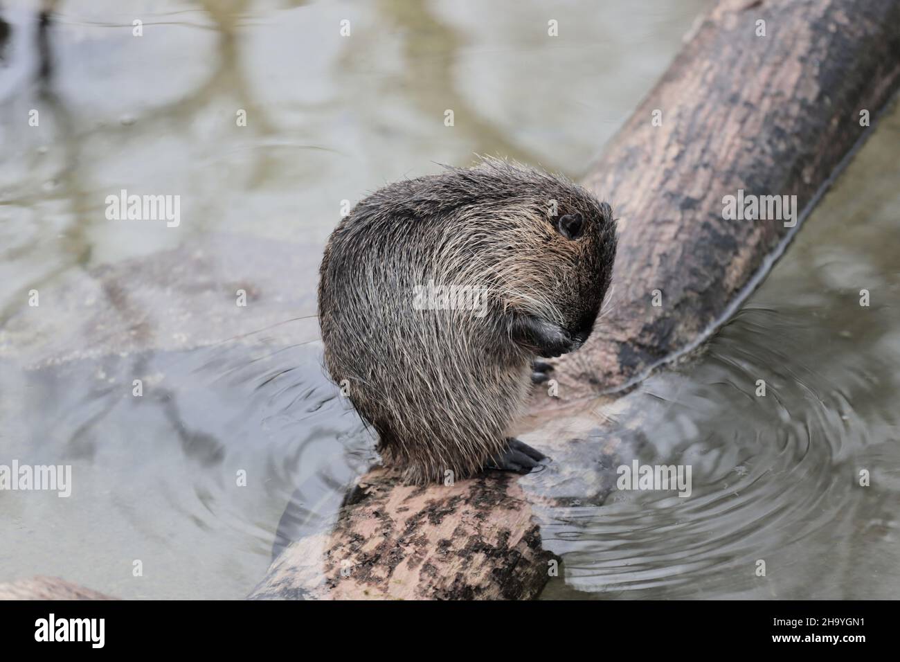 North american river otter in zoo hi-res stock photography and images ...
