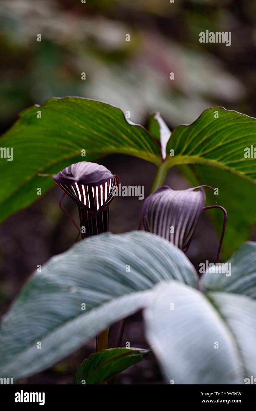 Arisaema costatum,cobra lily,aroid,purple brown white stripes,spathe ...