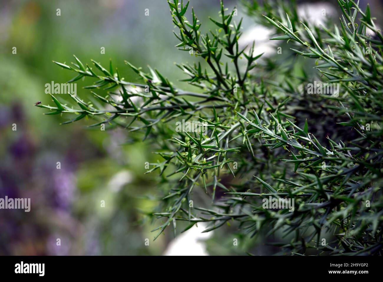 Colletia paradoxa,anchor plant,rounded deciduous shrub, blue-green ...