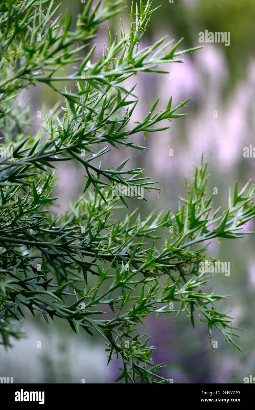 Triangular spines hi-res stock photography and images - Alamy