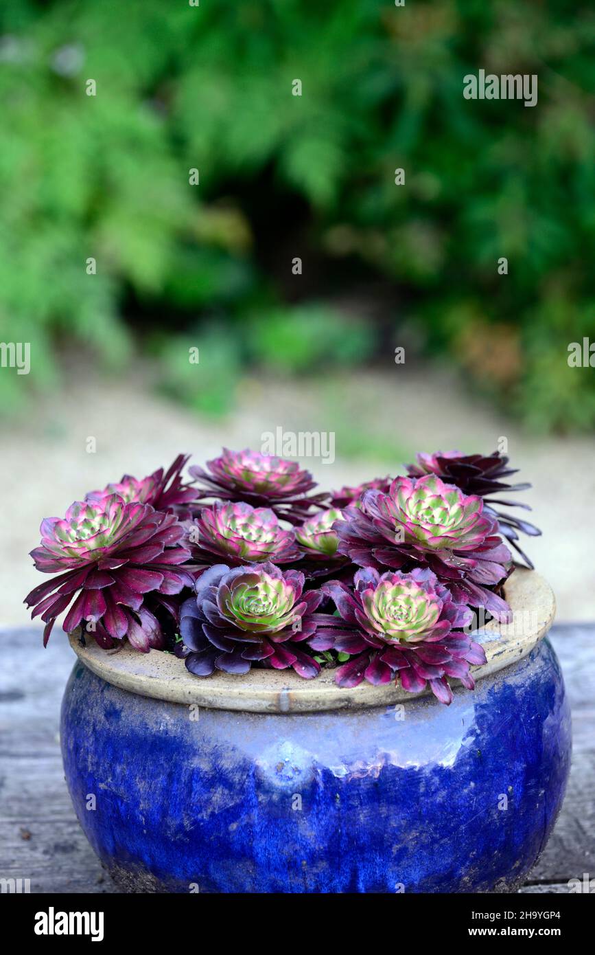 Aeoniums succulents in pot hi-res stock photography and images - Alamy