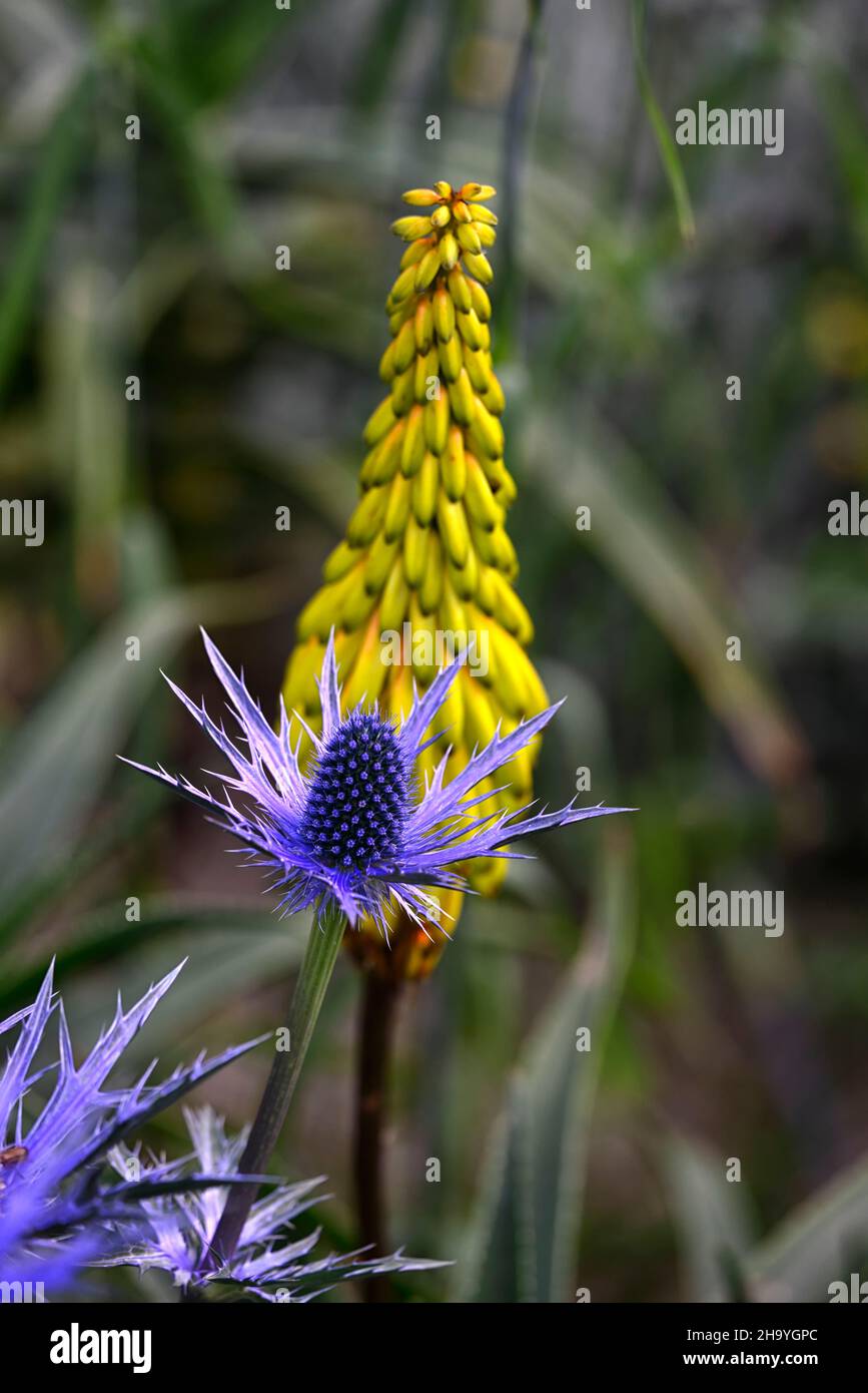 Aloiampelos striatula,Aloe striatula,Eryngium X Zabelii Big Blue,Sea ...