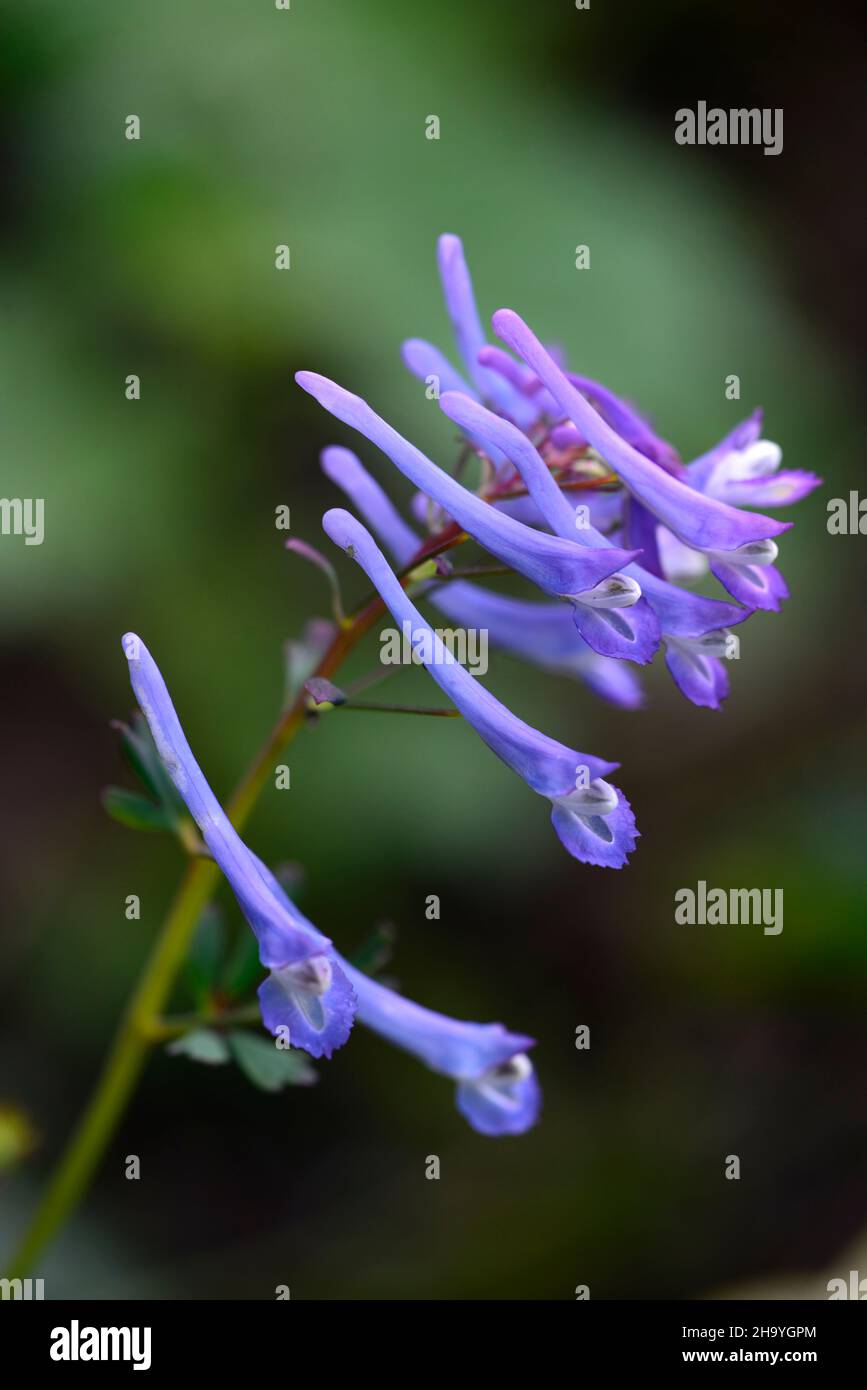 Corydalis flexuosa Purple leaf,blue flowers,blue flower,flowering ...