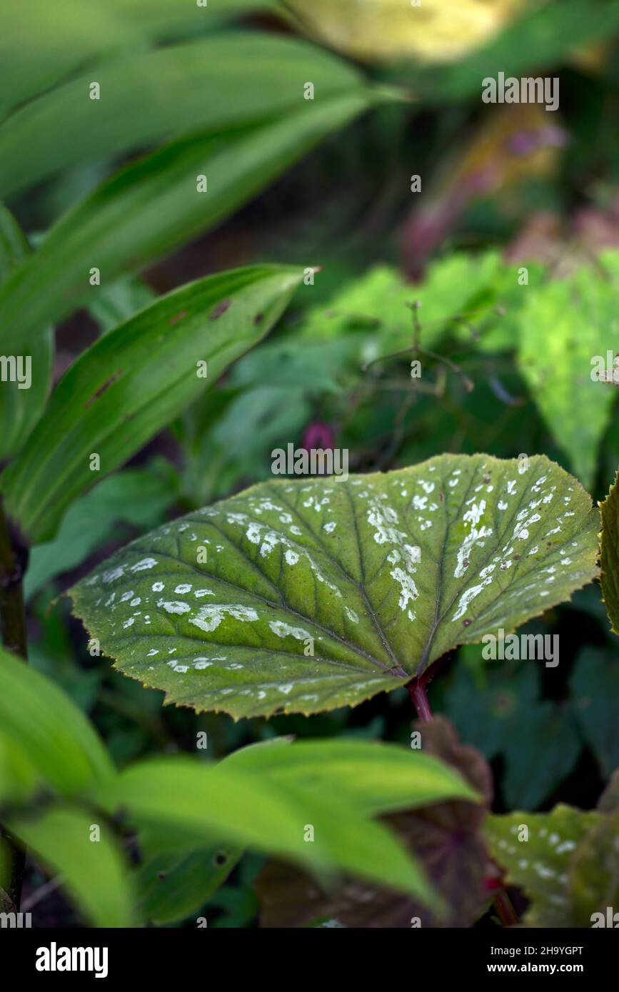begonia grandis sparkle and shine,leaves,foliage,begonias,beefsteak ...