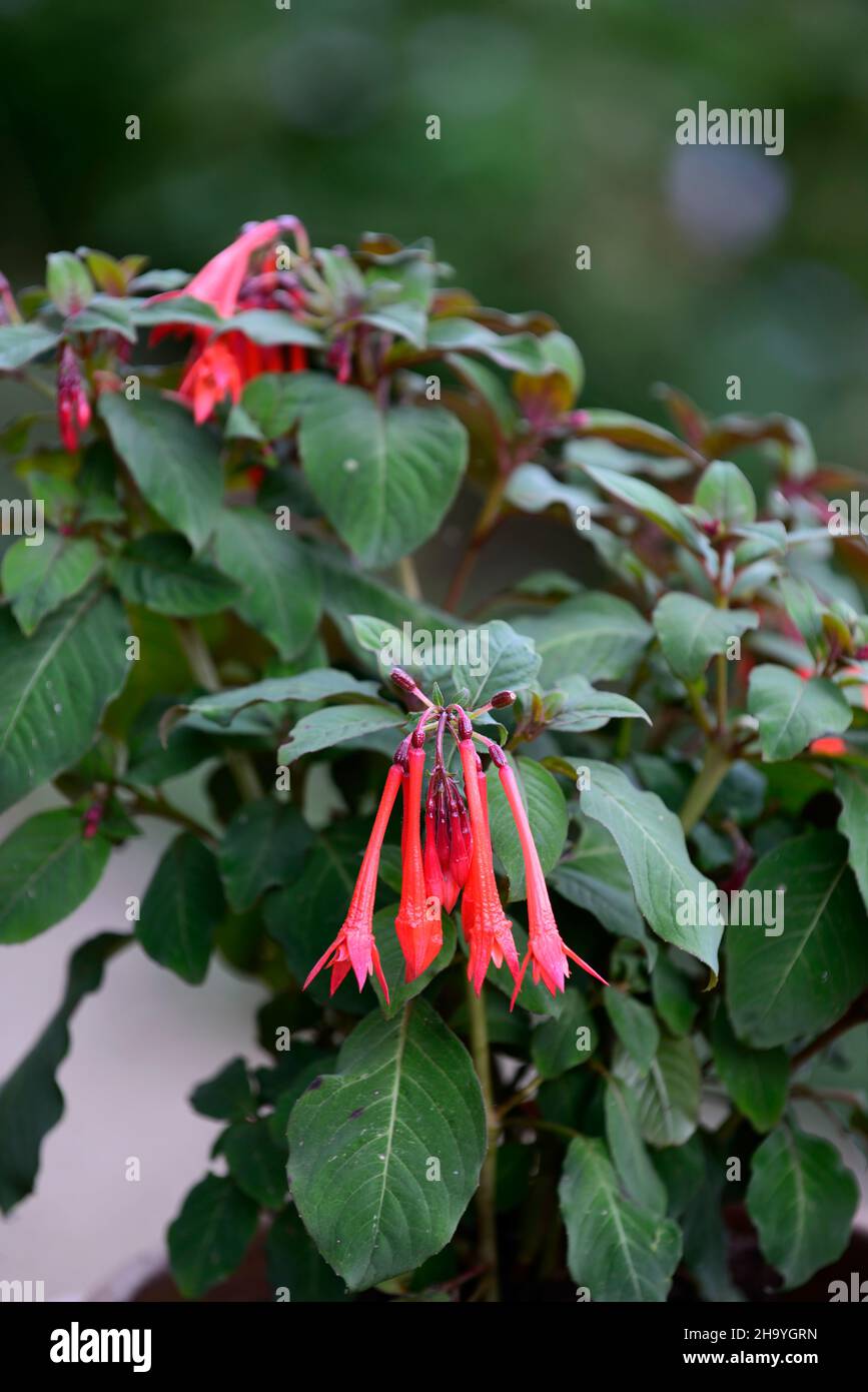Pendent terminal racemes of flowers hi-res stock photography and images ...