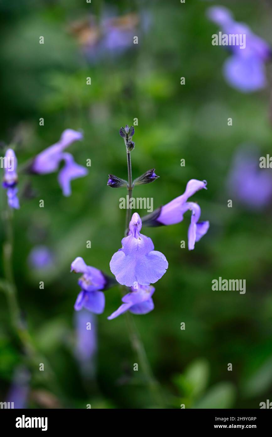 Salvia microphylla blue hi-res stock photography and images - Alamy