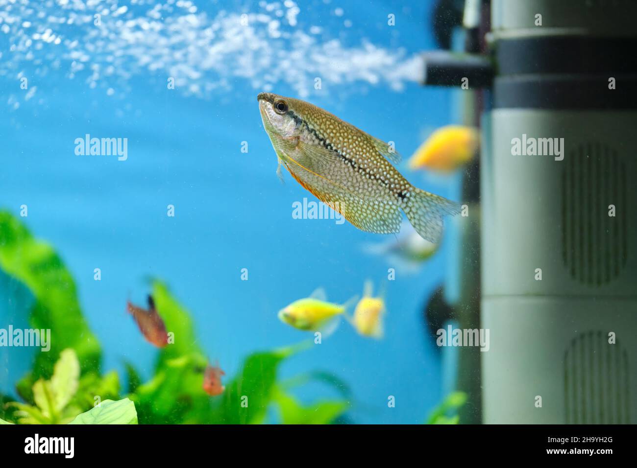 Colorful exotic fish swimming in deep blue water aquarium with green ...