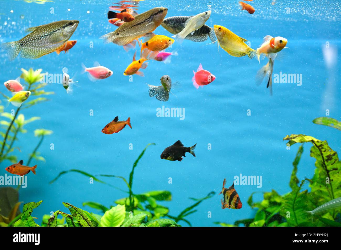Colorful exotic fish swimming in deep blue water aquarium with green ...