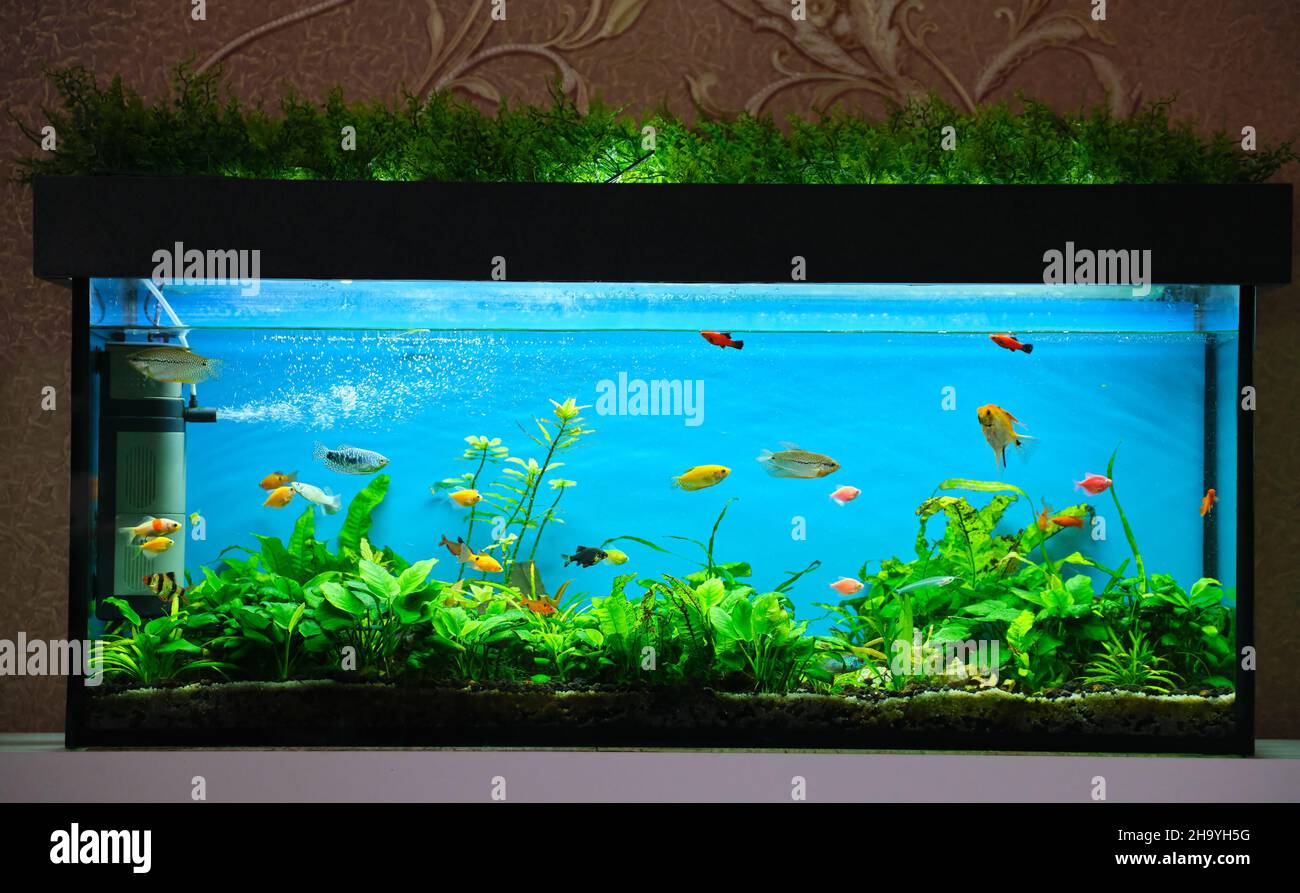 Colorful exotic fish swimming in deep blue water aquarium with green ...
