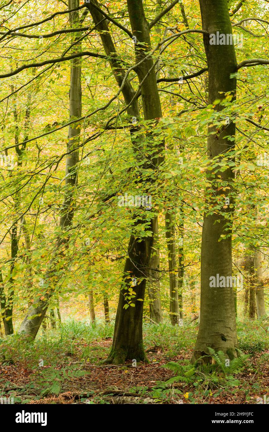 Autumn colours in a beech woodland at Goblin Combe, North Somerset ...