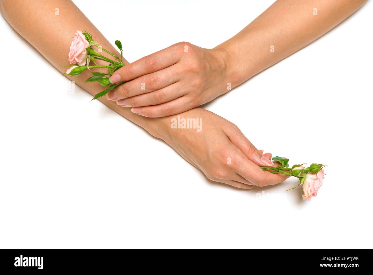 Pink flower, rose in female hand on white background. Concept of female ...