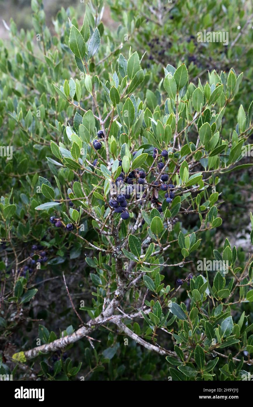 Phillyrea latifolia, Oleaceae. Wild plant, shot in the fall Stock Photo ...