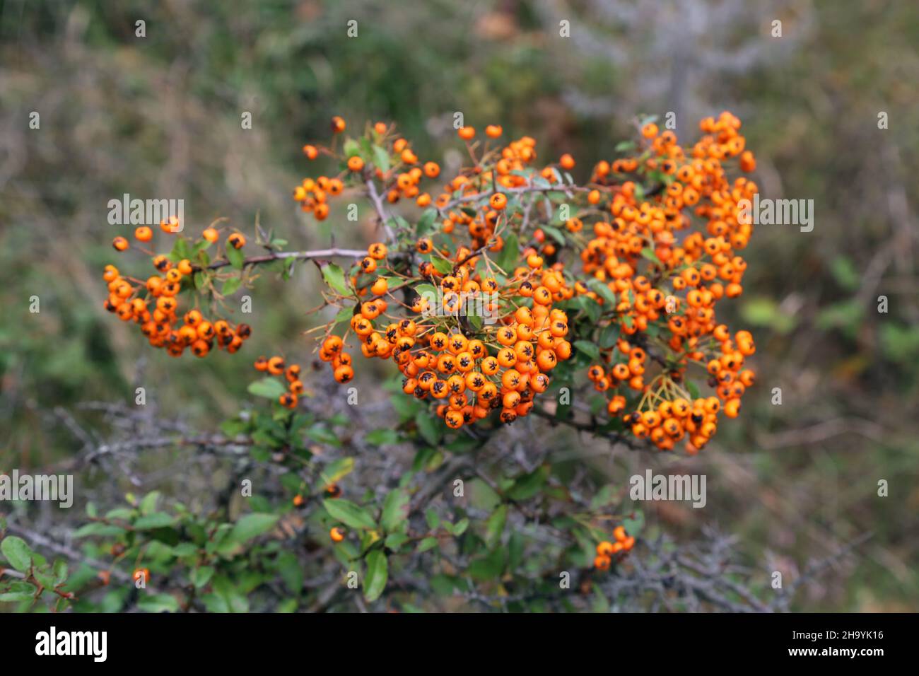 Pyracantha coccinea, Fire Thorn, Rosaceae. Wild plant, shot in the fall ...