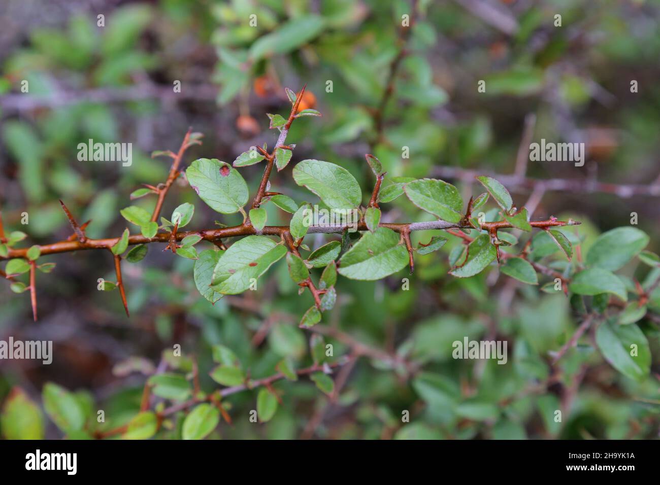 Pyracantha coccinea, Fire Thorn, Rosaceae. Wild plant, shot in the fall ...