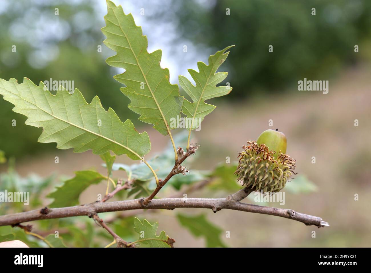 Quercus cerris, Turkey Oak, Fagaceae. Wild plant, shot in the fall ...