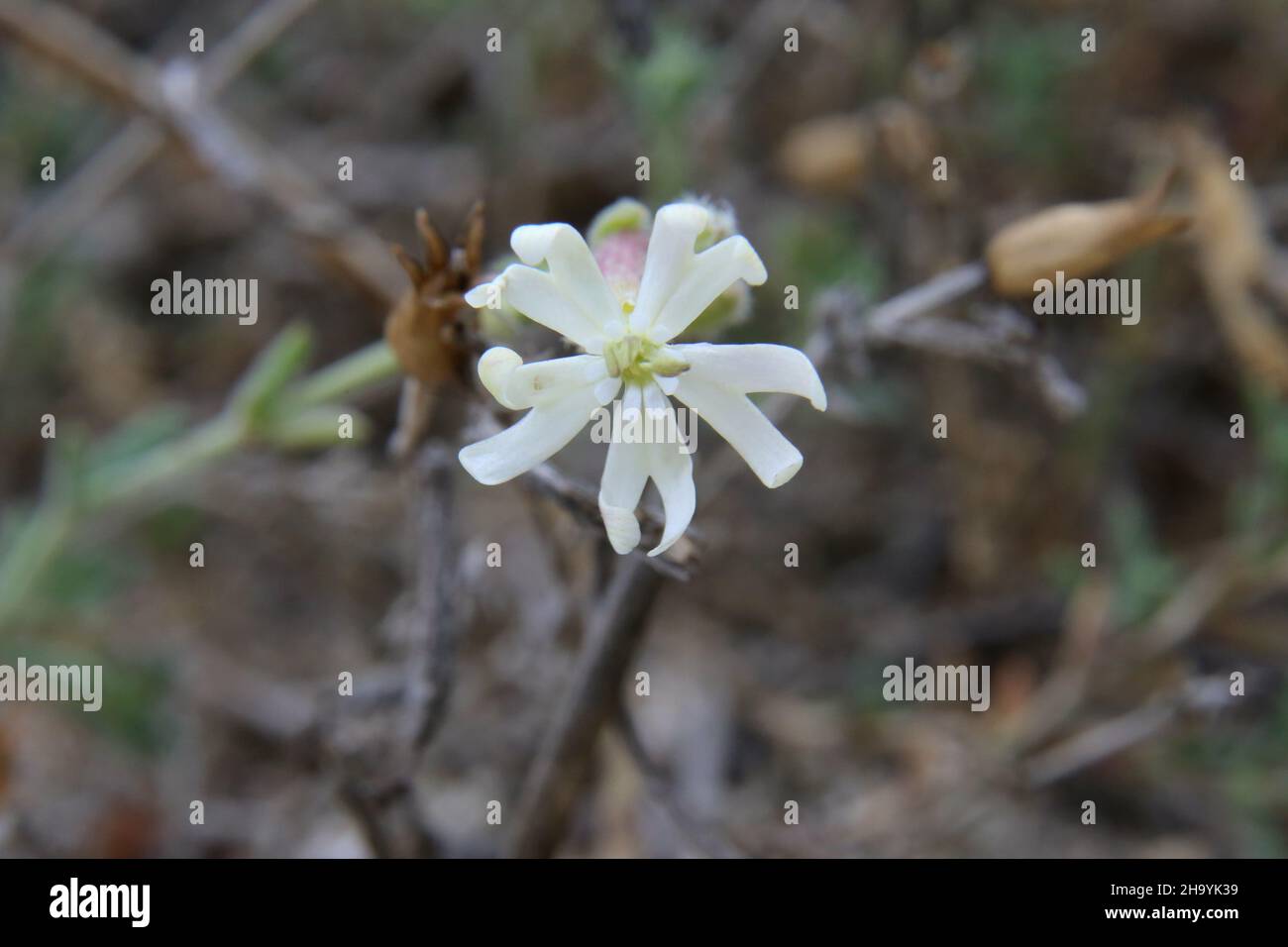 Silene thymifolia hi-res stock photography and images - Alamy