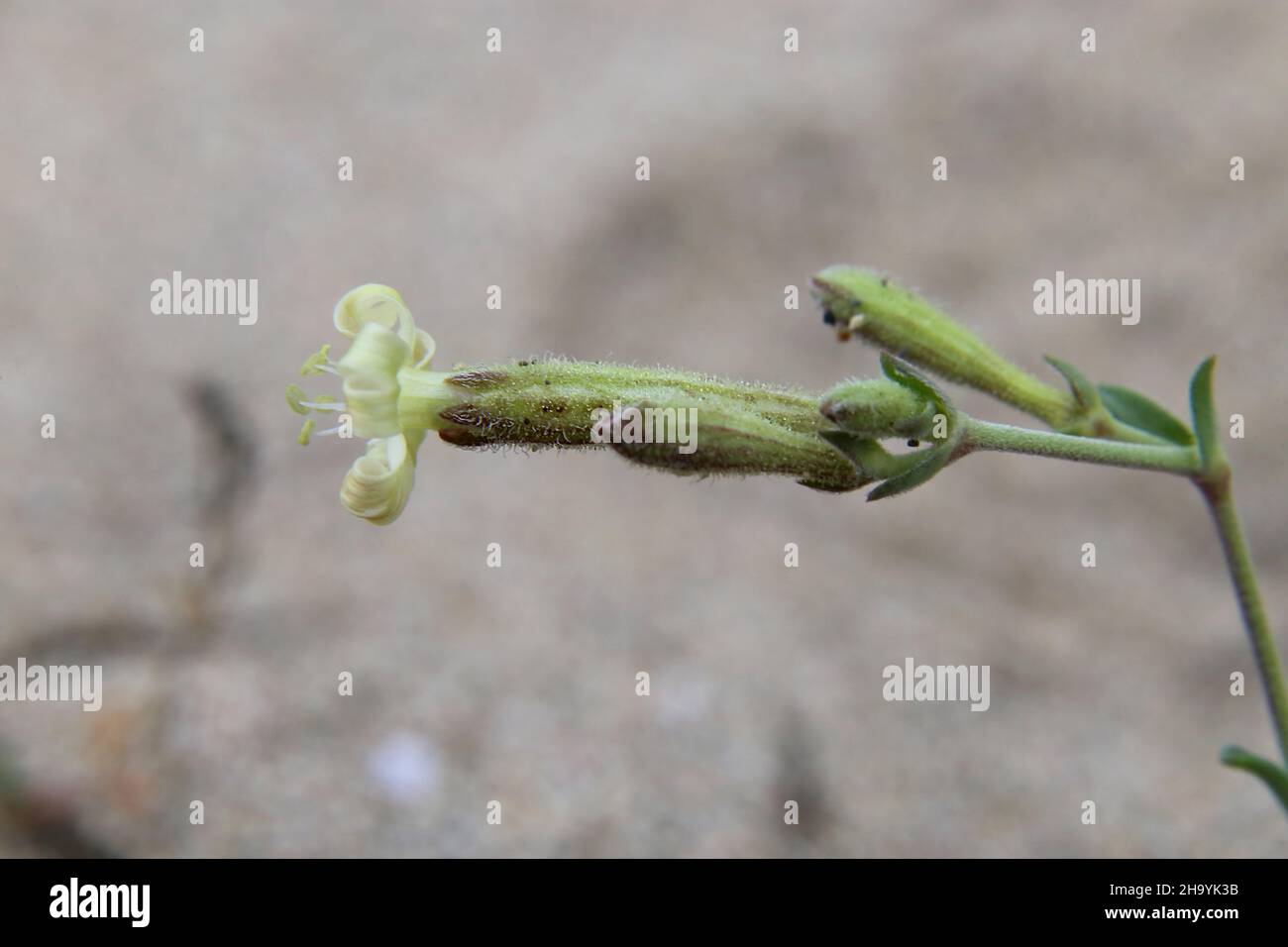 Caryophyllaceae hi-res stock photography and images - Alamy