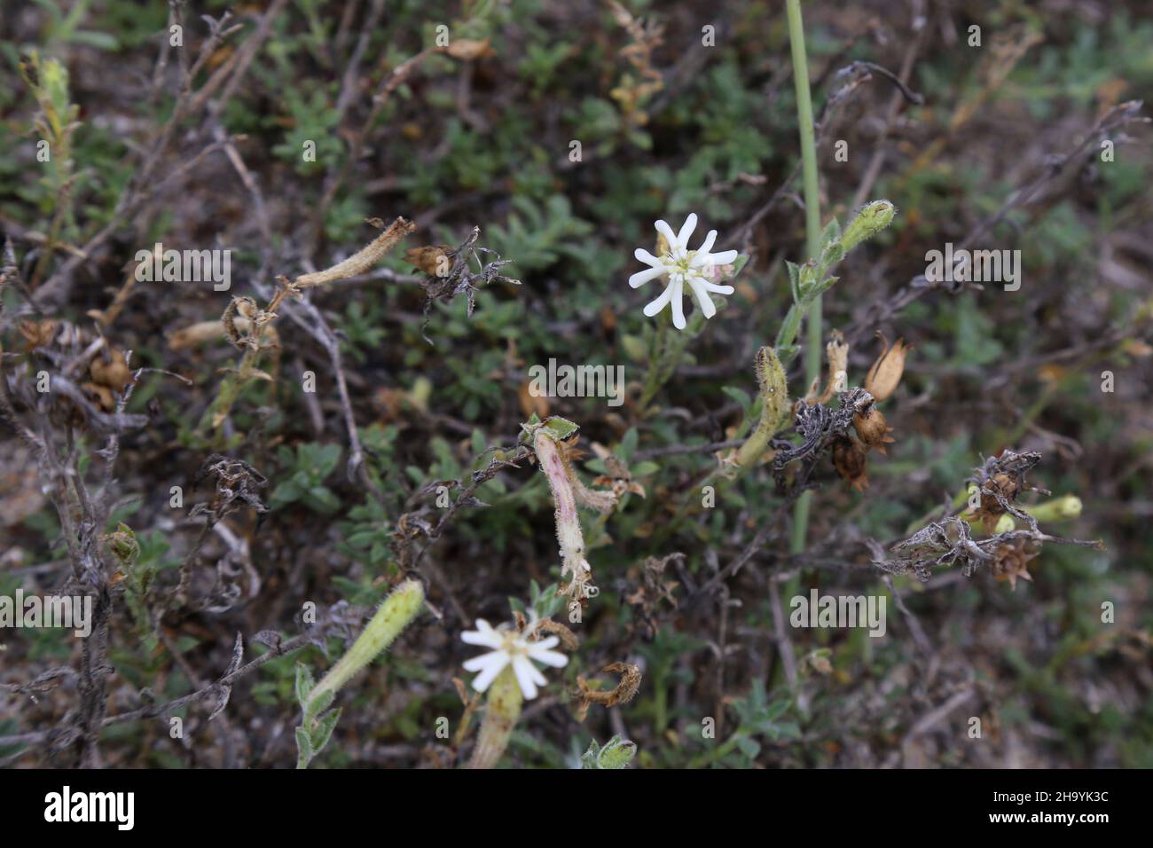 Silene thymifolia hi-res stock photography and images - Alamy