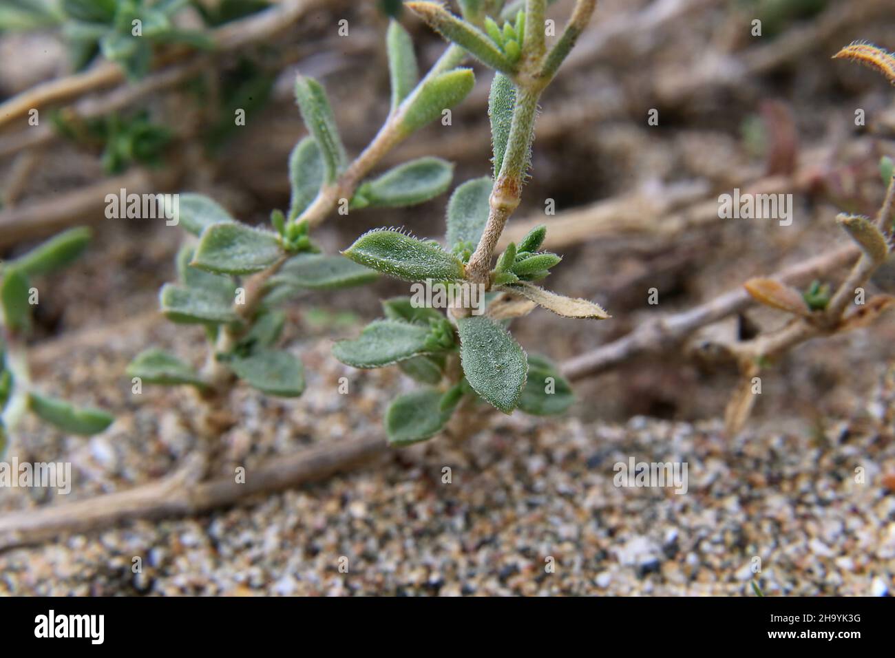 Silene thymifolia hi-res stock photography and images - Alamy