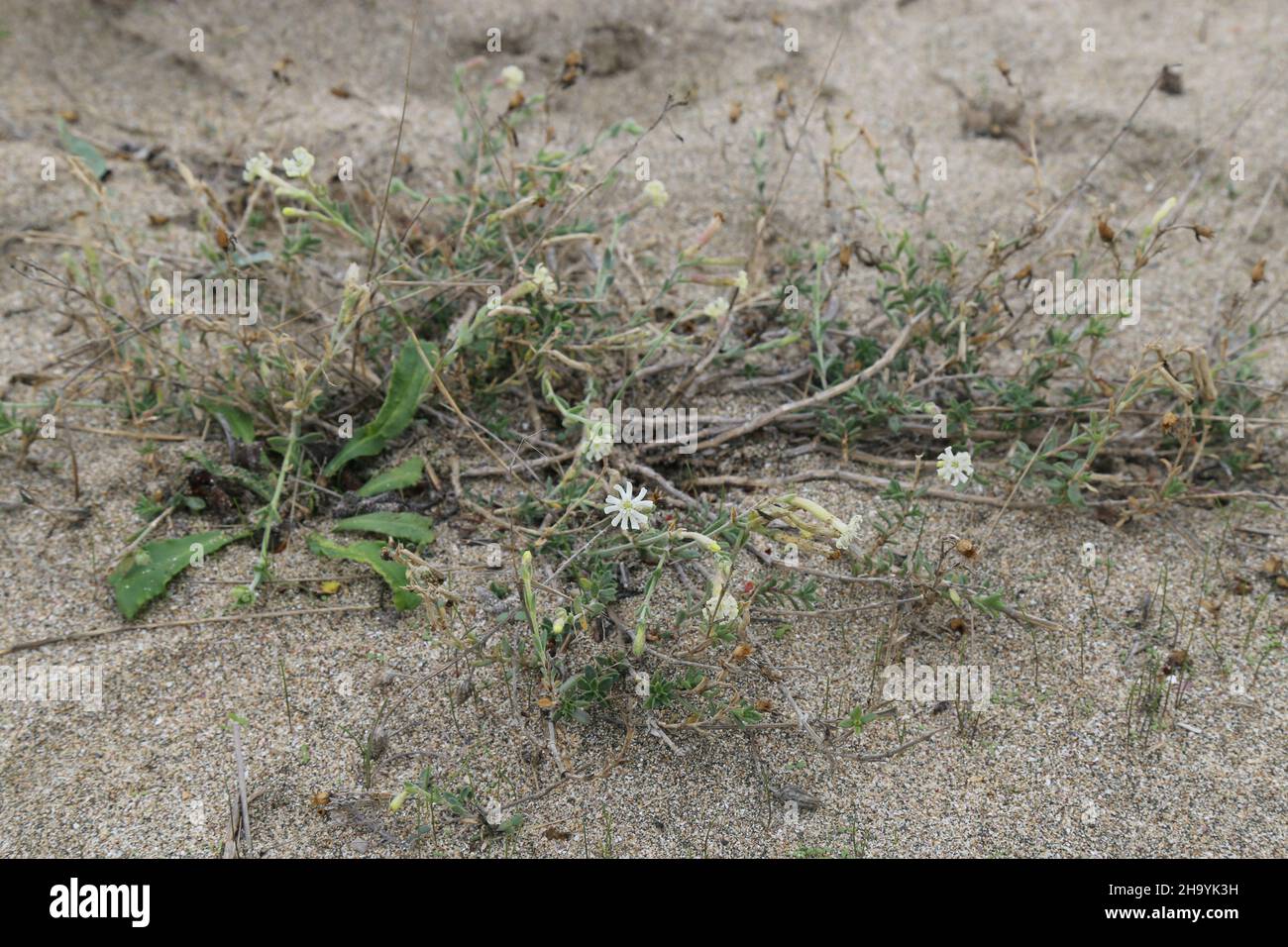 Silene thymifolia hi-res stock photography and images - Alamy