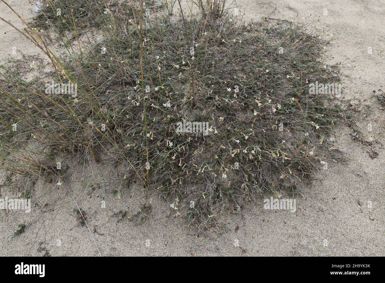 Silene thymifolia hi-res stock photography and images - Alamy