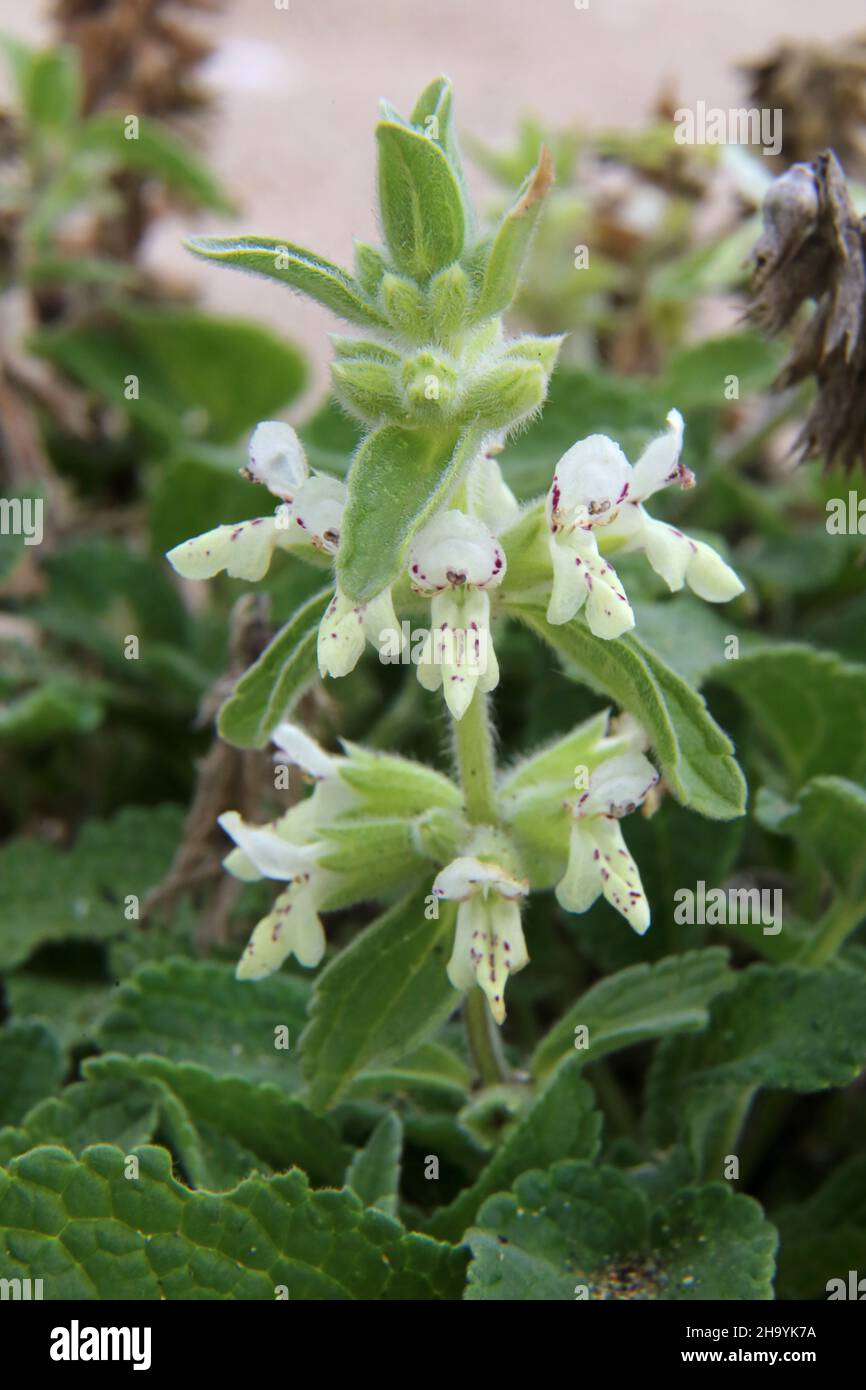 Stachys maritima hi-res stock photography and images - Alamy