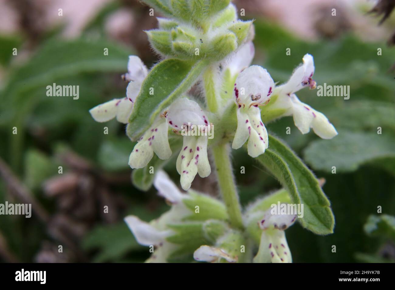 Stachys maritima, Lamiaceae. Wild plant, shot in the fall Stock Photo ...