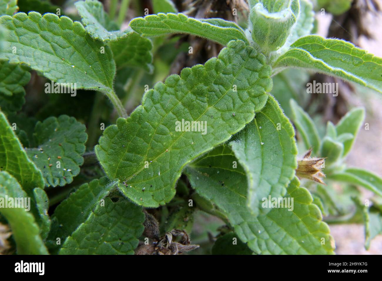 Stachys maritima hi-res stock photography and images - Alamy