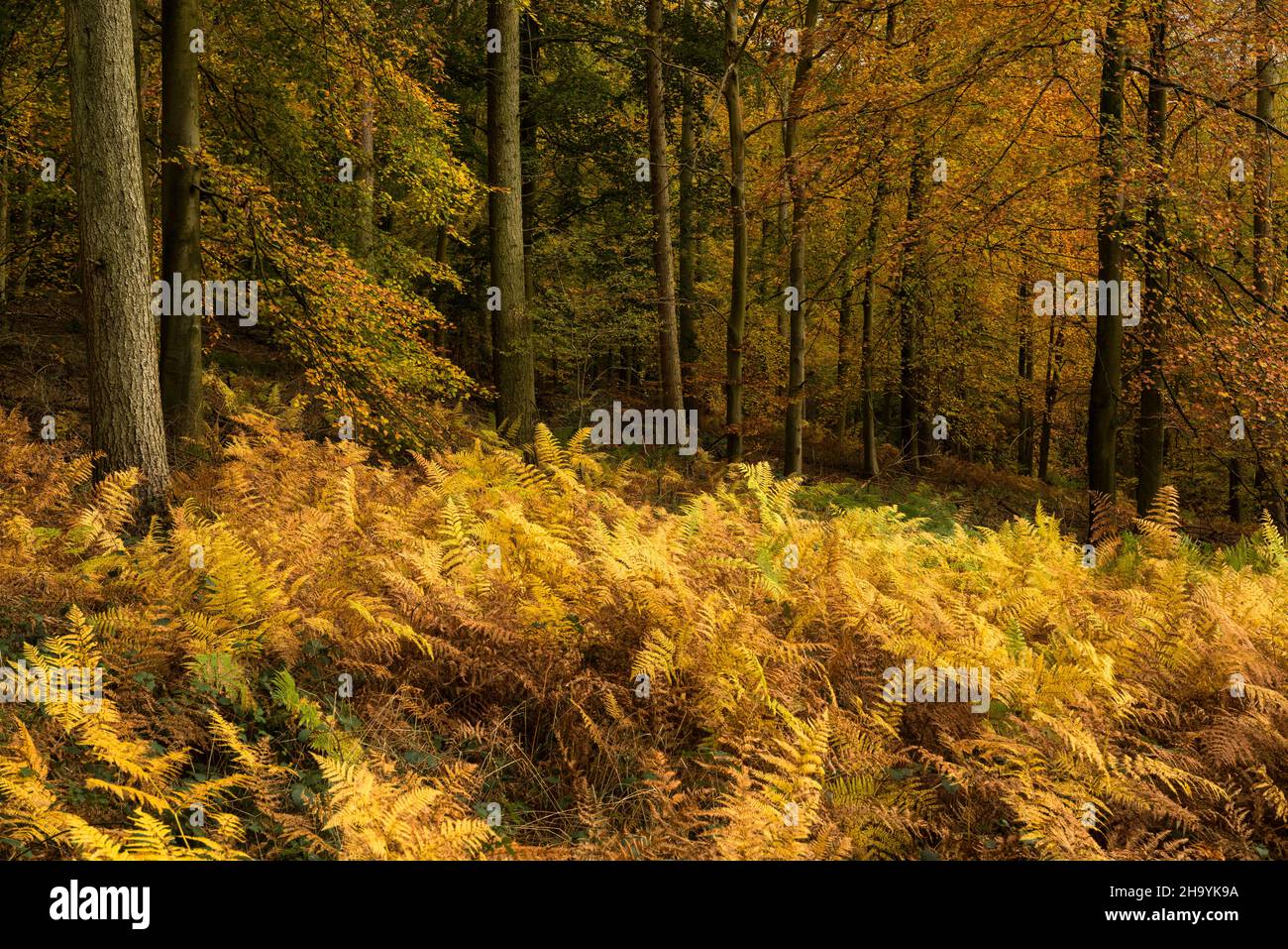 Autumn colour in a mixed woodland at Goblin Combe, North Somerset ...
