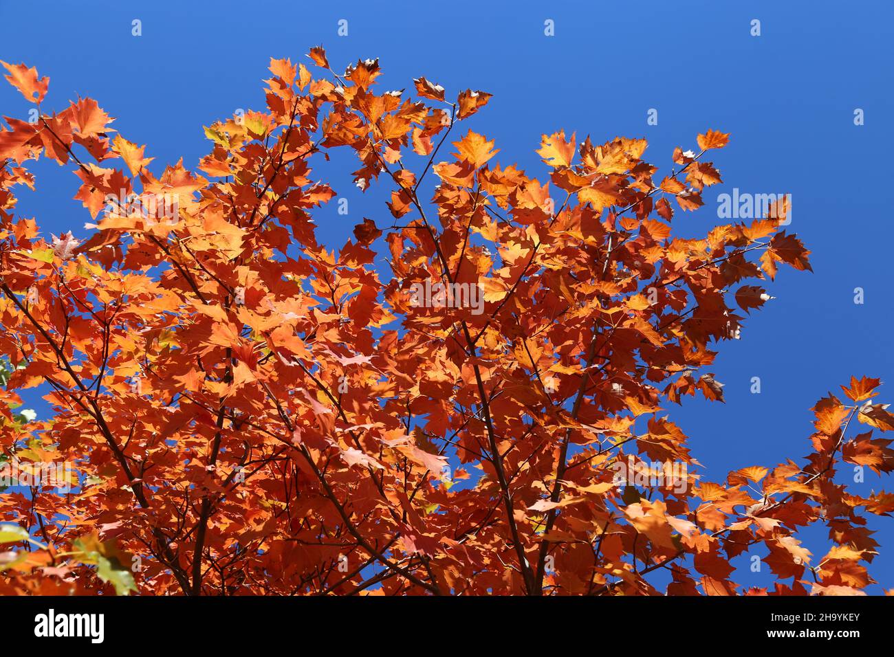 Sorbus torminalis wild service tree hi-res stock photography and images ...