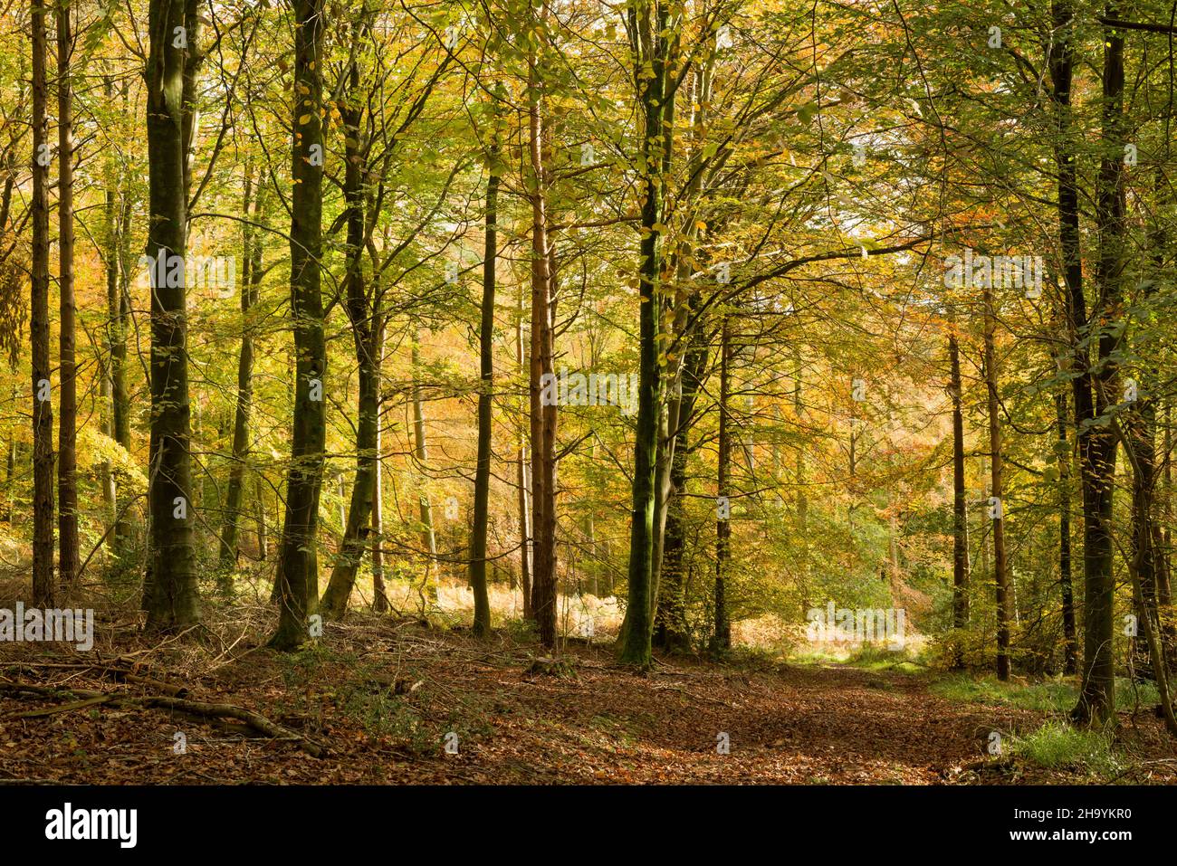 Autumn colours in a beech woodland at Goblin Combe, North Somerset ...