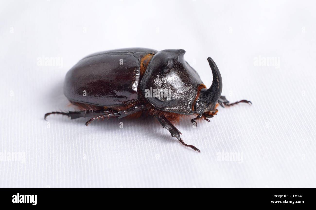 The European rhinoceros beetle or Oryctes nasicornis. On white ...