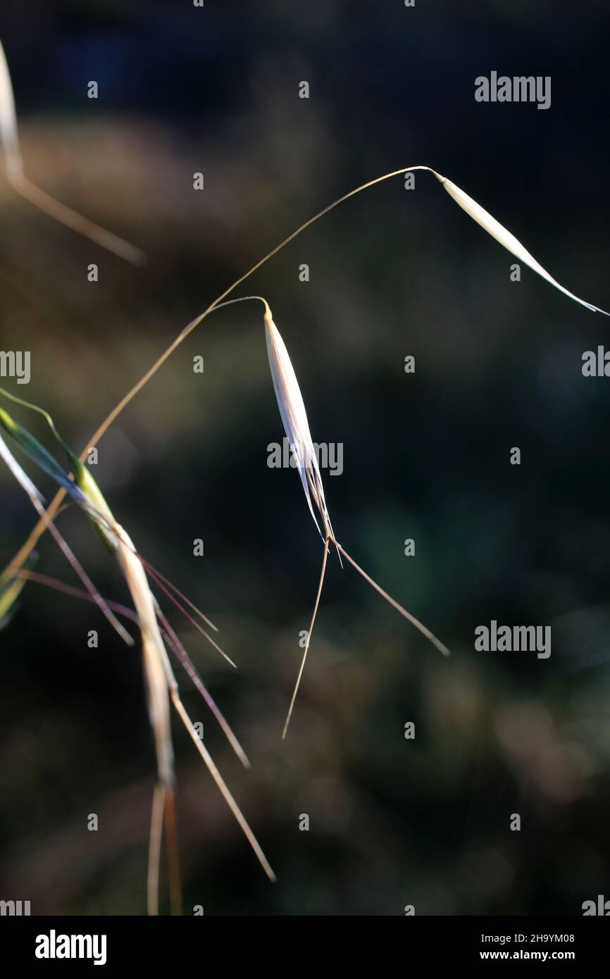 Avena barbata hi-res stock photography and images - Alamy