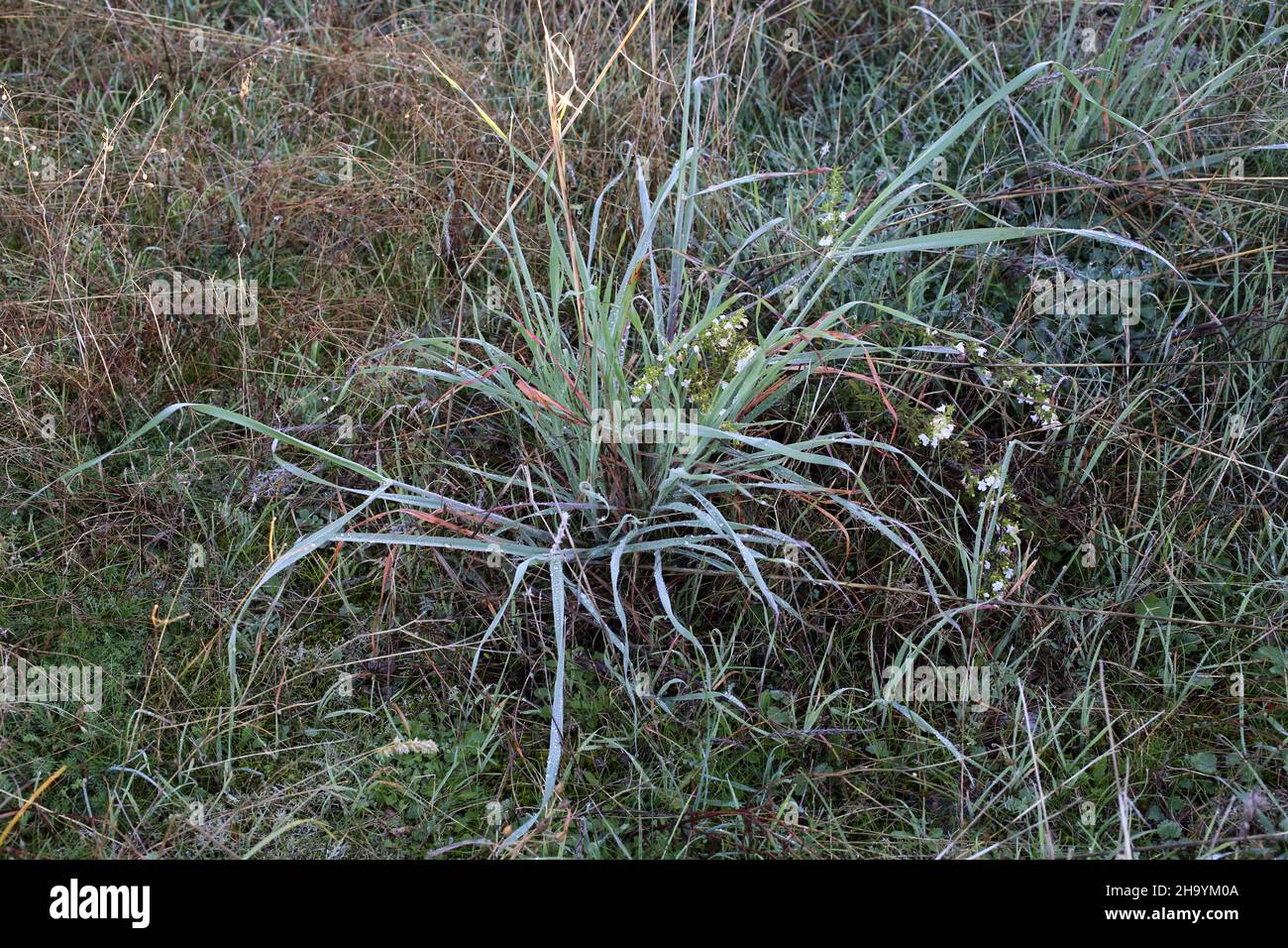 Avena barbata, Poaceae. Wild plant, shot in the fall Stock Photo - Alamy