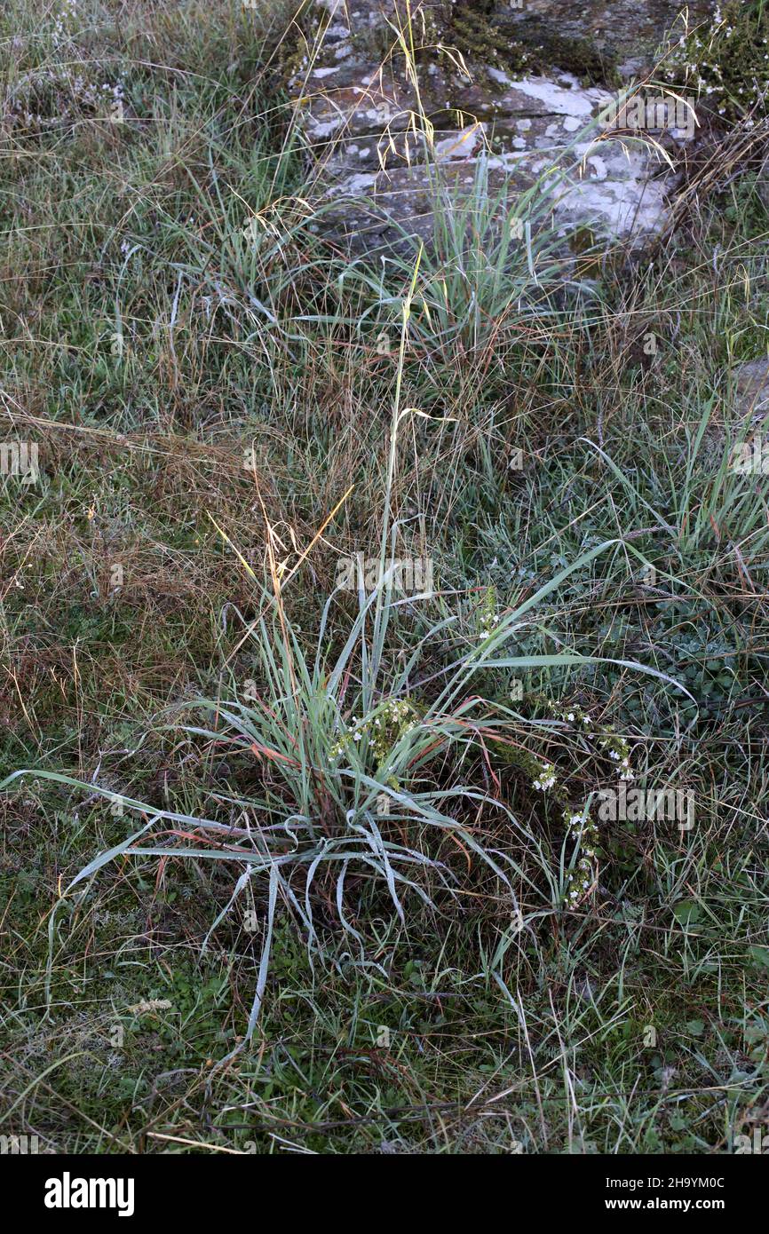Avena barbata hi-res stock photography and images - Alamy