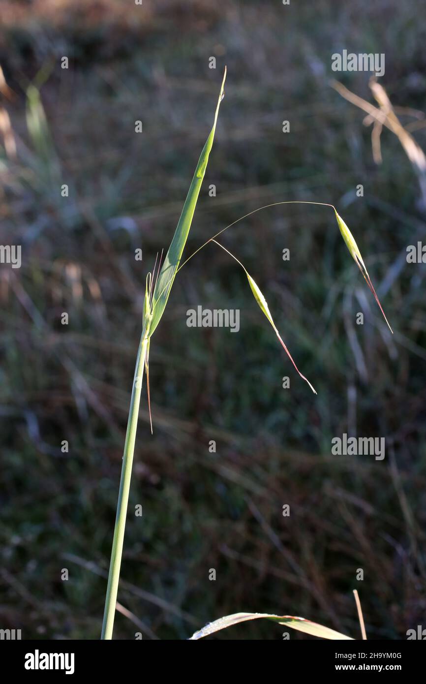 Avena barbata hi-res stock photography and images - Alamy