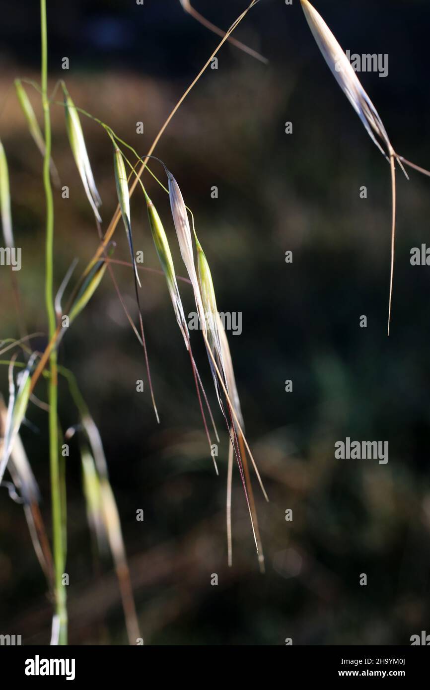 Avena barbata hi-res stock photography and images - Alamy