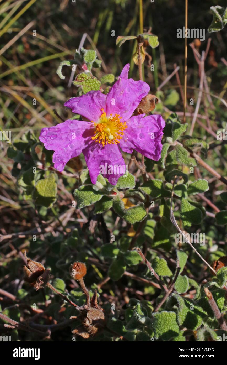 Cistus creticus, Cistus incanus, Cistaceae. Wild plant, shot in the ...