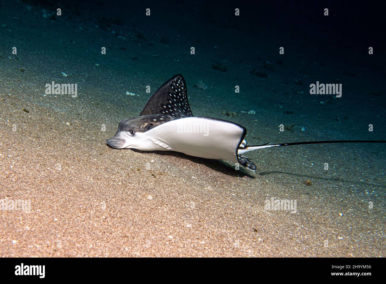 Aetobatus ocellatus, Ocellated eagle ray Stock Photo - Alamy