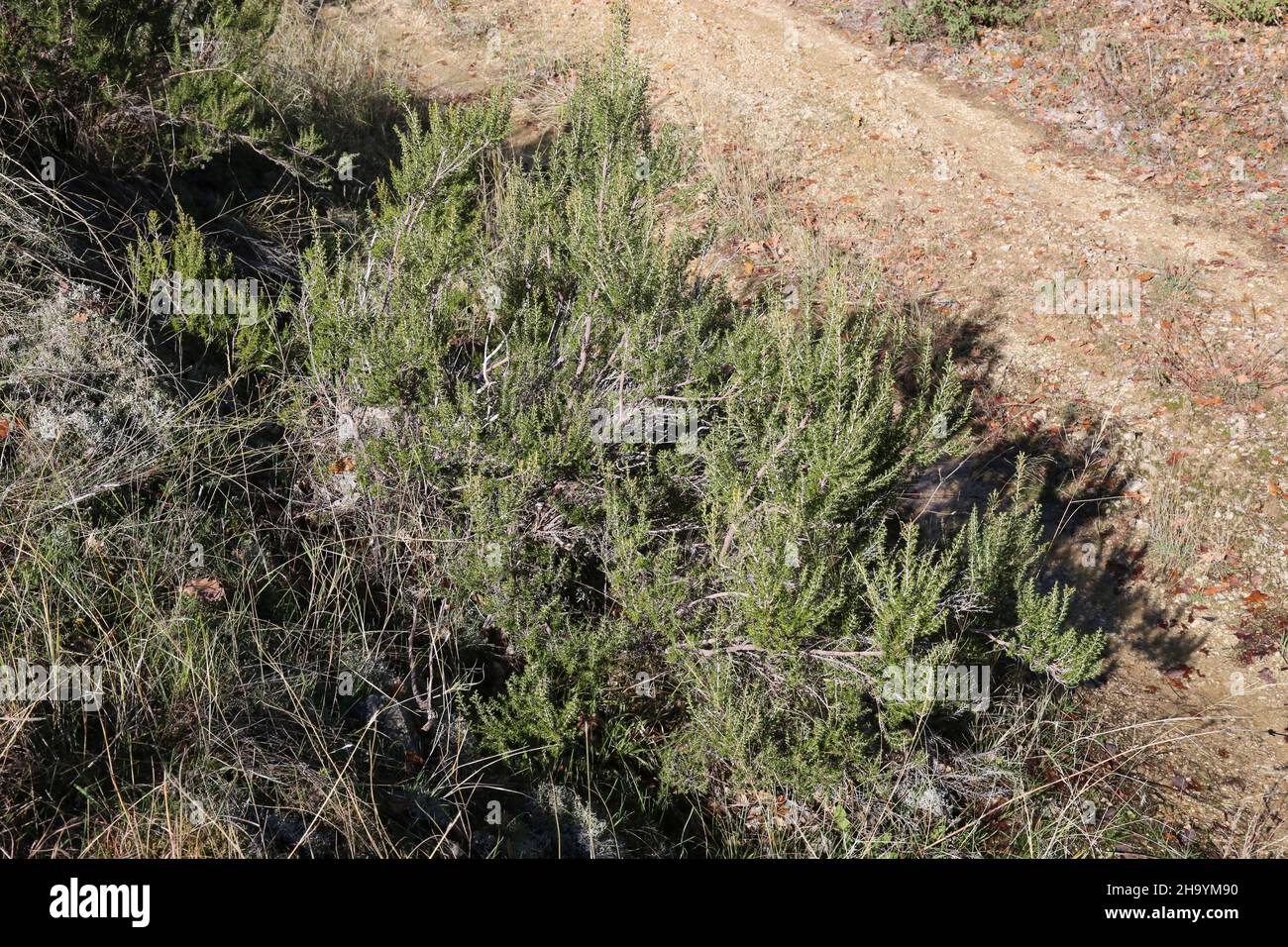 Erica arborea, Ericaceae. Wild plant, shot in the fall Stock Photo - Alamy
