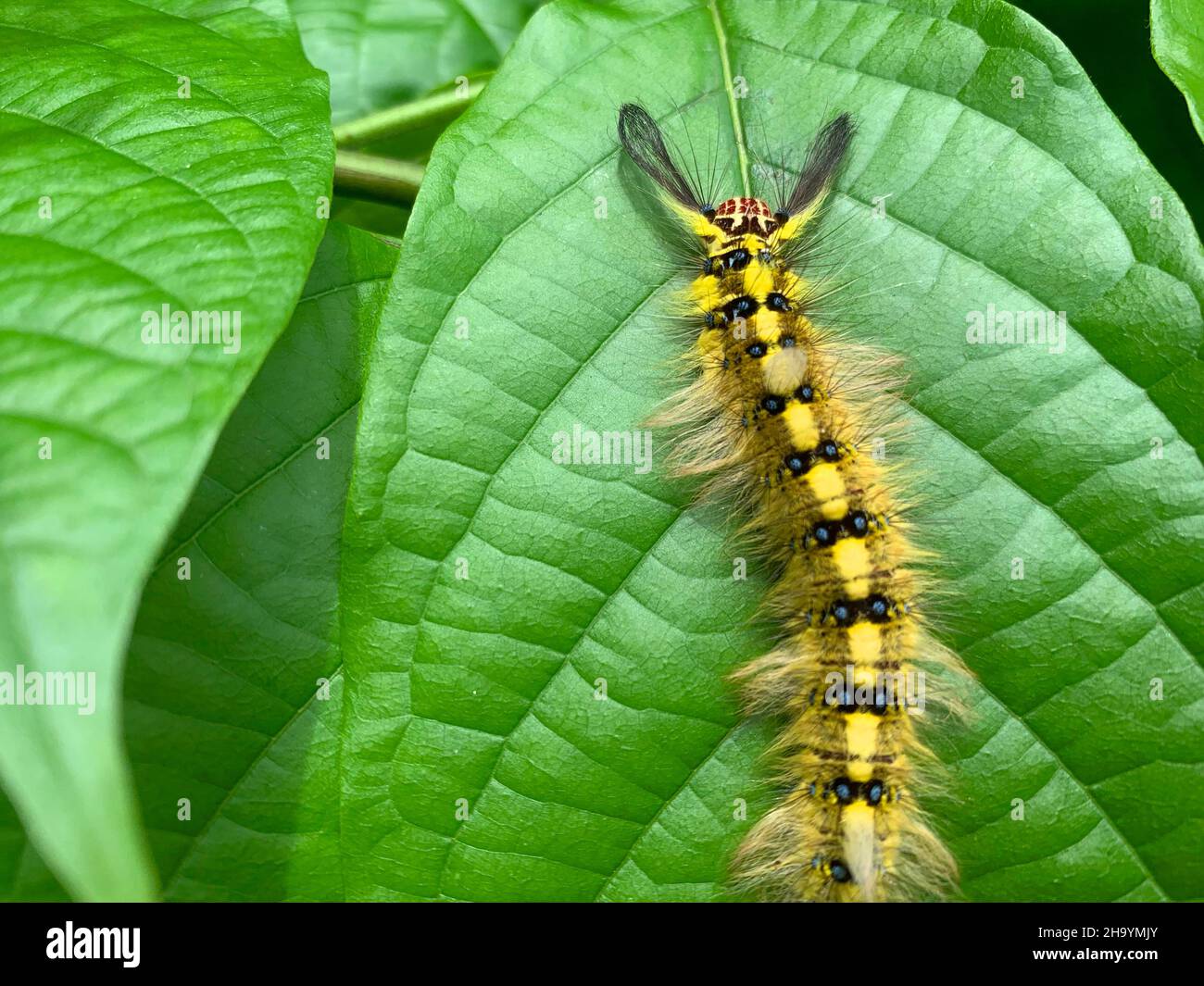 Trabala vishnou on the leaf Stock Photo - Alamy