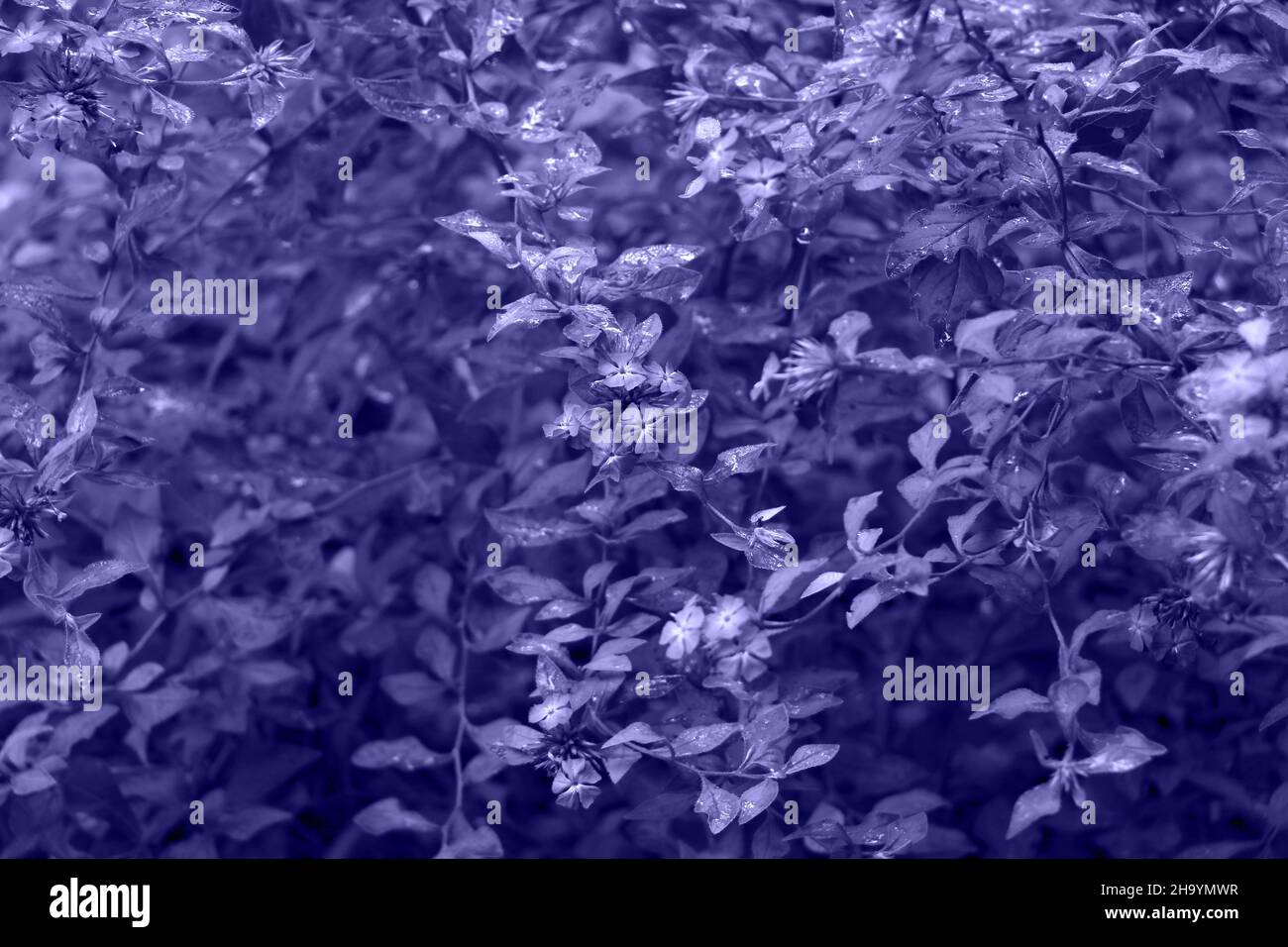 Violet bloom. Flax flowers after rain,monochrome background Stock Photo ...