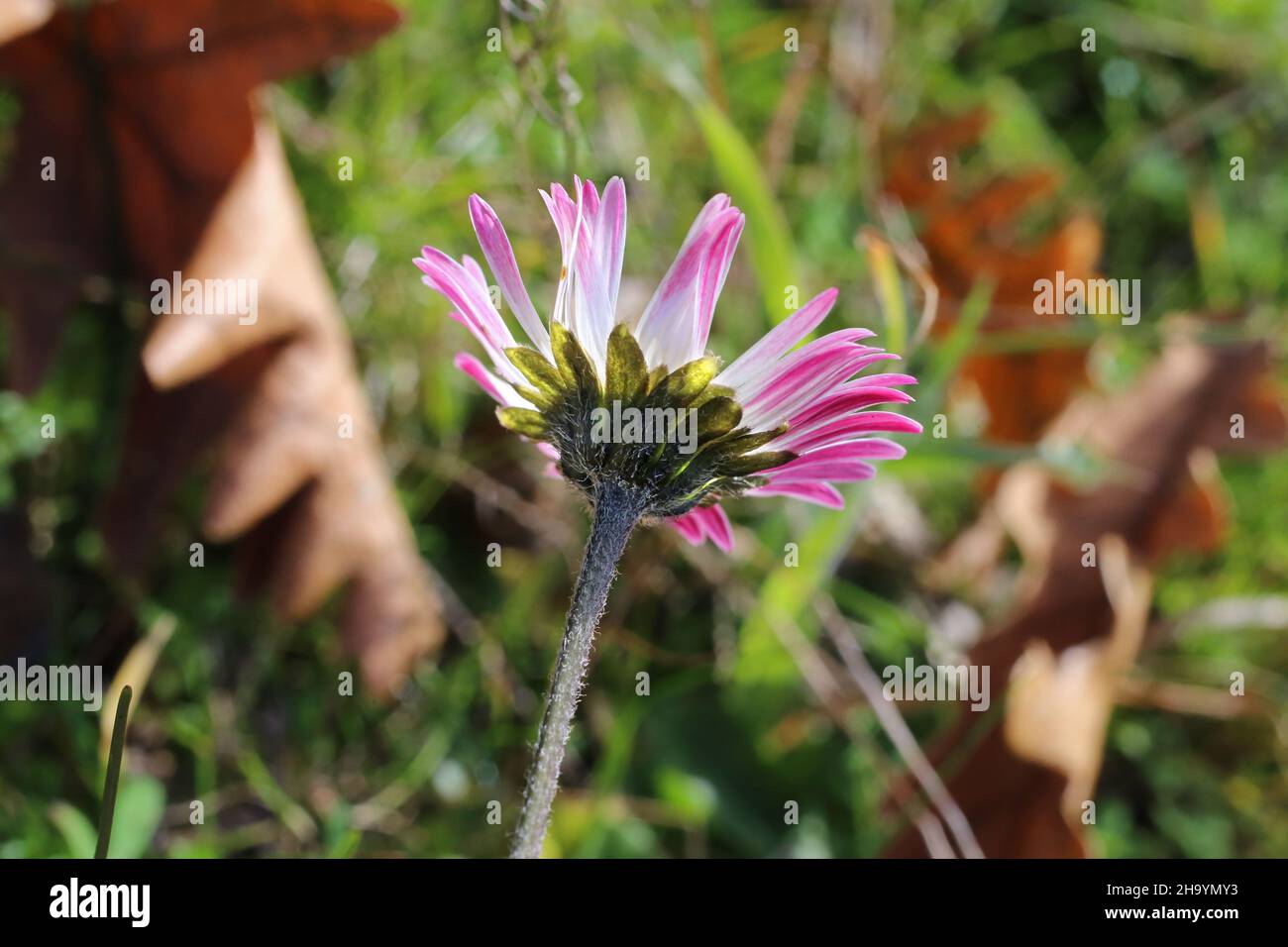 Bellis sylvestris, Southern Daisy, Compositae. Wild plant, shot in the ...