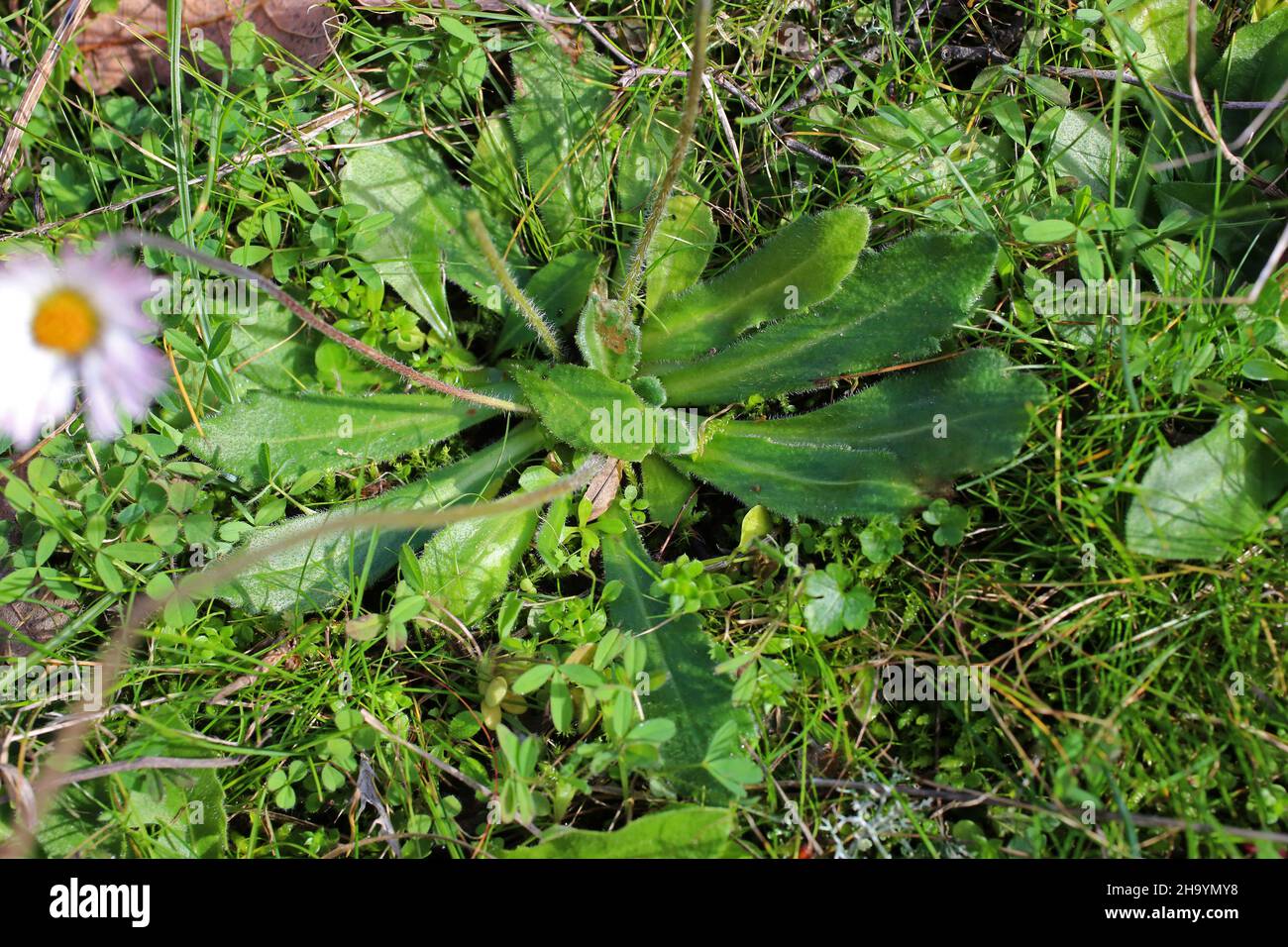 Bellis sylvestris, Southern Daisy, Compositae. Wild plant, shot in the ...
