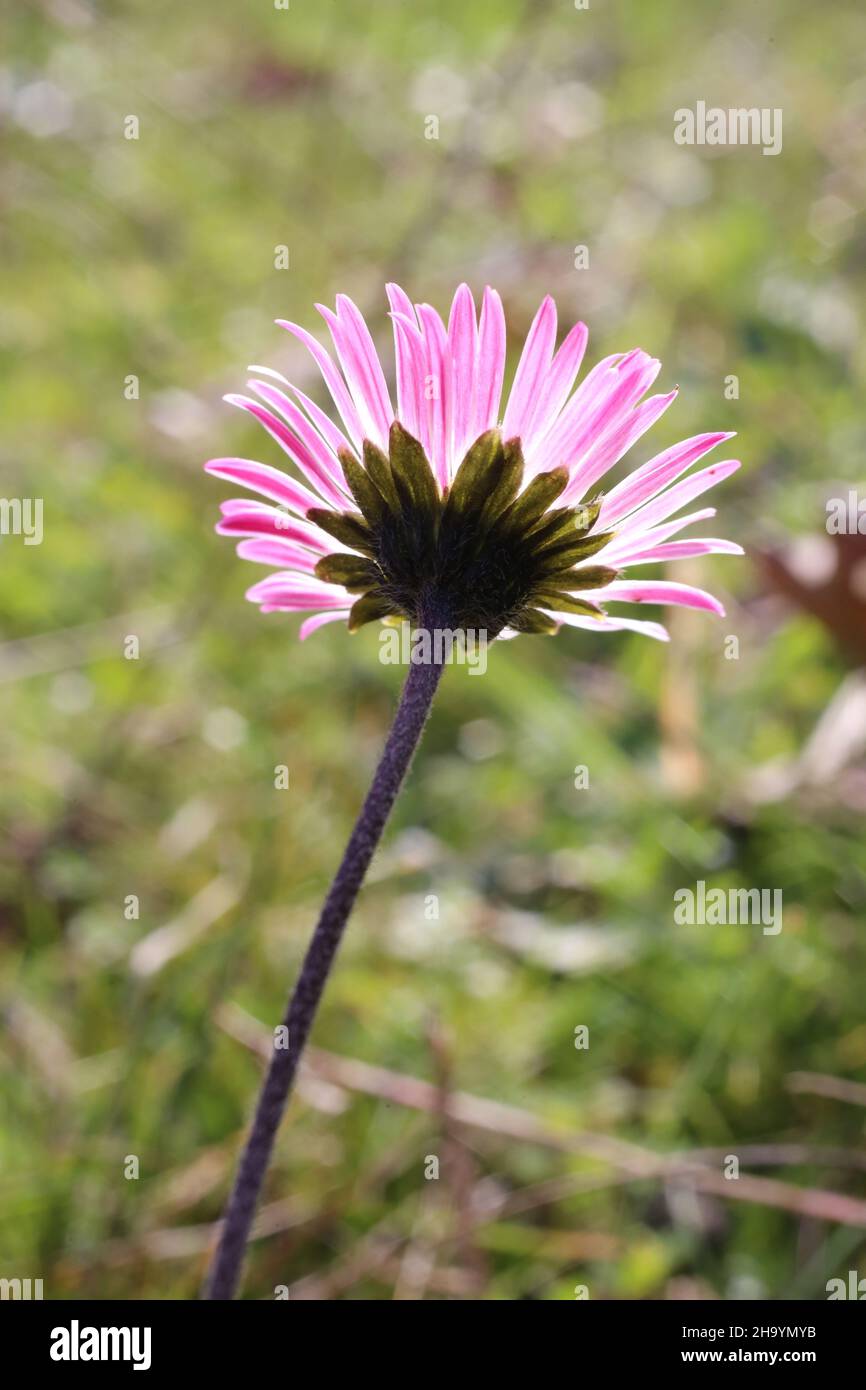 Bellis sylvestris, Southern Daisy, Compositae. Wild plant, shot in the ...