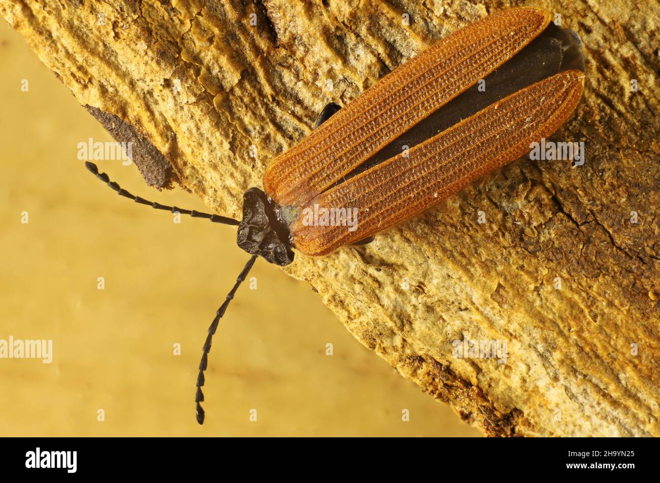 Macro dorsal view of Long-nosed Lycid Beetle (Porrostoma rhipidium) on ...