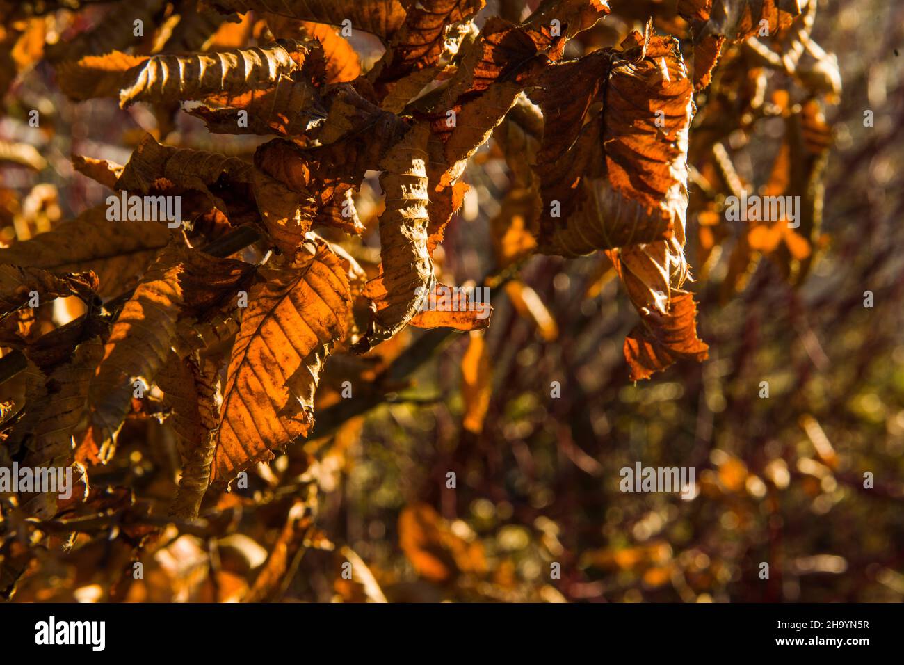 Beech Tree leaves all golden brown in November winter Stock Photo - Alamy