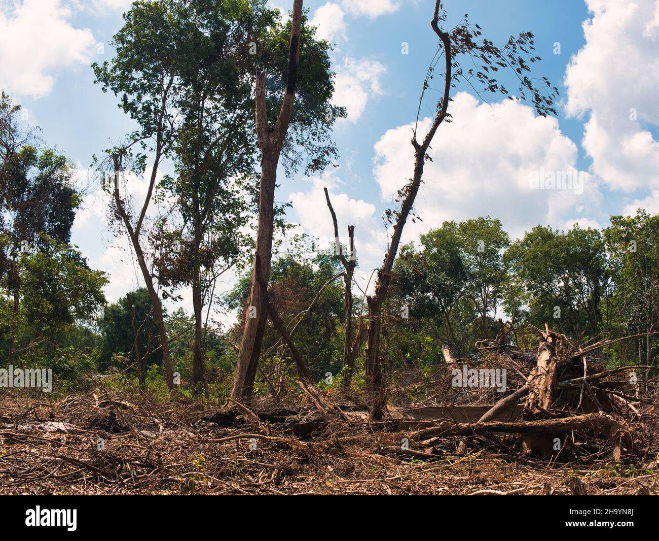 Land clearing hi-res stock photography and images - Alamy