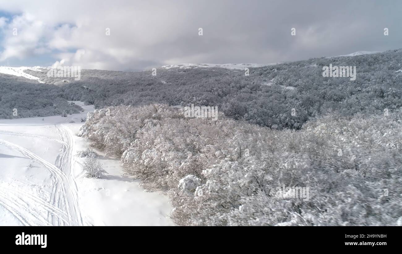Top view of the forest in winter. Shot. Top view of snowy forest trees ...